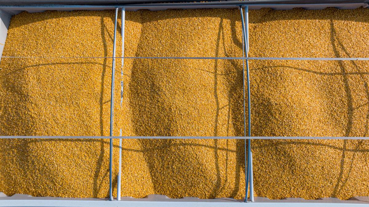 High Moisture Corn – Foote Cattle Company