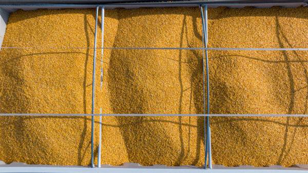 High Moisture Corn – Foote Cattle Company