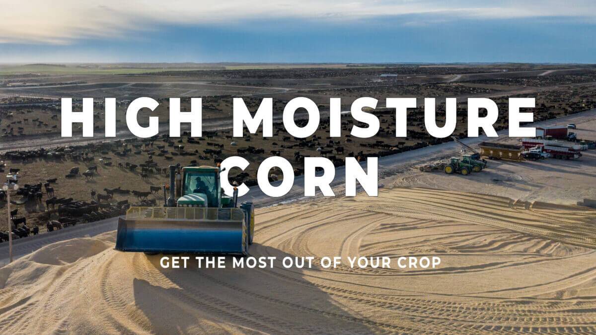 High Moisture Corn – Foote Cattle Company